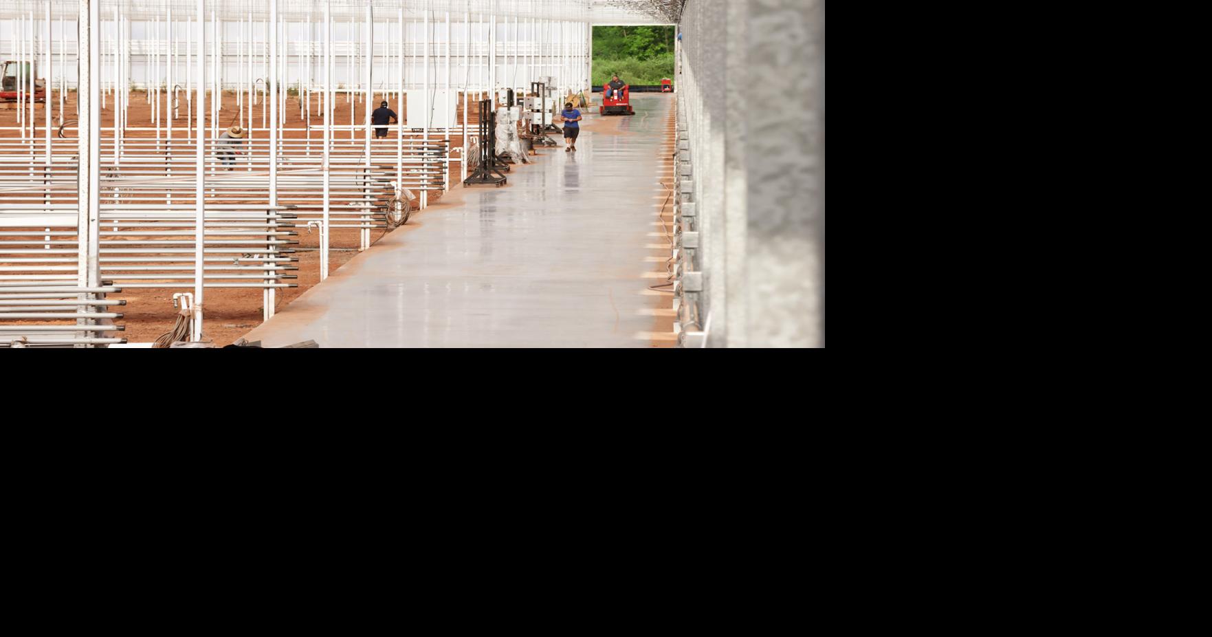 Intergrow growing again; tomato grower completes second phase of ...