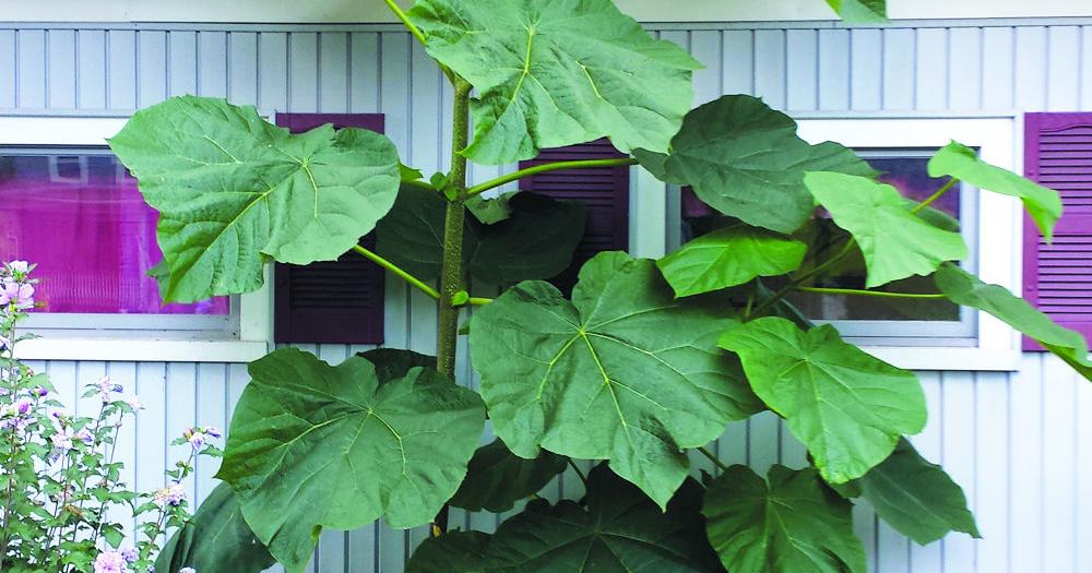 Lyons invader: It’s a plant ... it’s a weed. No, it’s an empress tree ...