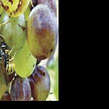FARMING: Fighting sour rot: How damaged grapes, fruit flies can impact ...