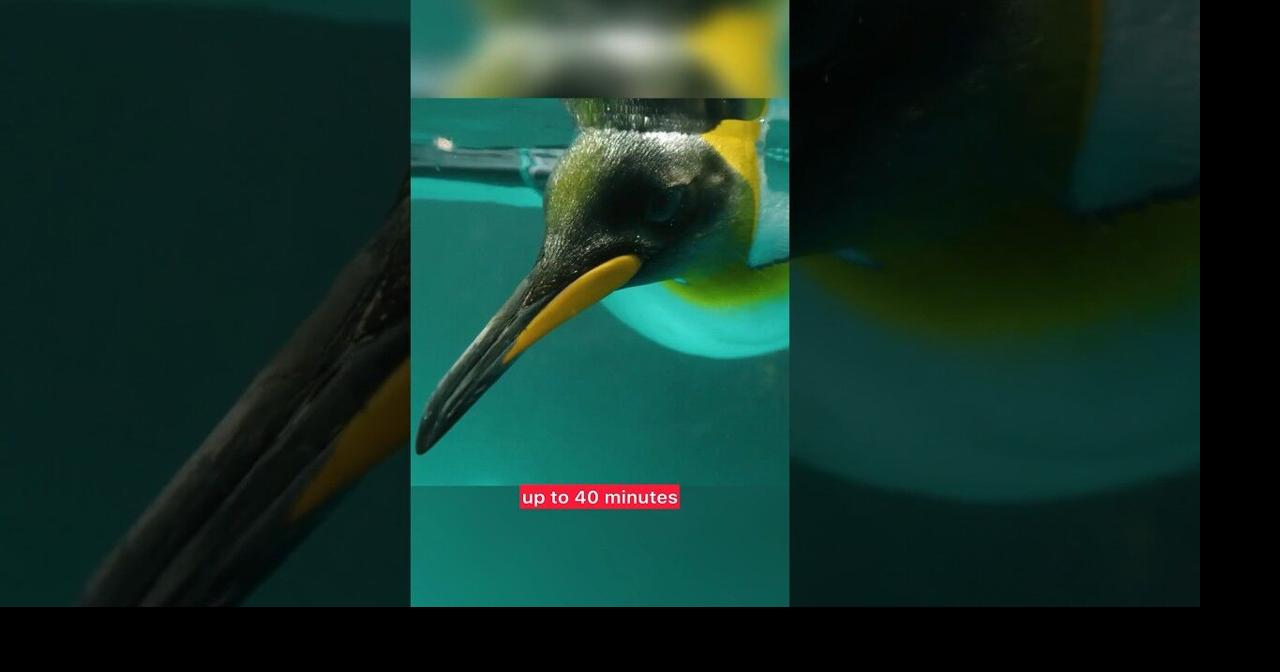 Huge Penguin Species Discovered! 🐧 #colossus #penguins | Videos ...