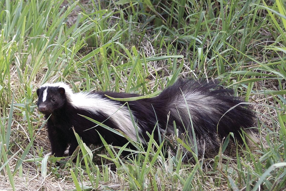 SPEAKING OF NATURE: On the trail of skunks | Lifestyle | fltimes.com