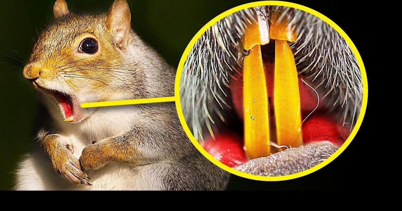 Squirrel Teeth Are Orange and 100+ Animal Facts You'll Google ASAP ...