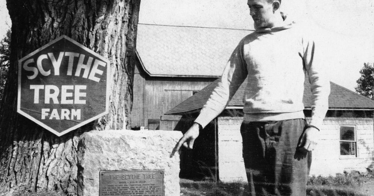 Historian seeks funds to save Scythe Tree | News | fltimes.com