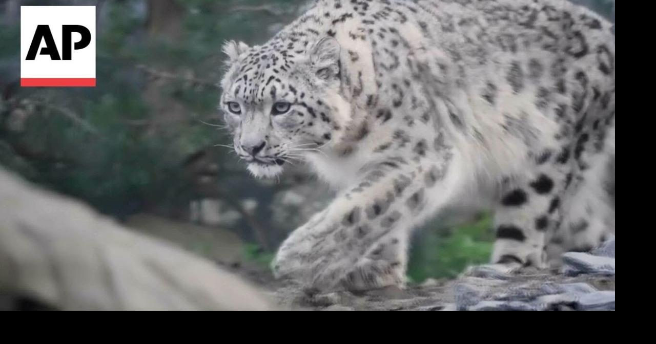 Two snow leopards arrive at UK's Chester Zoo for the first time ...