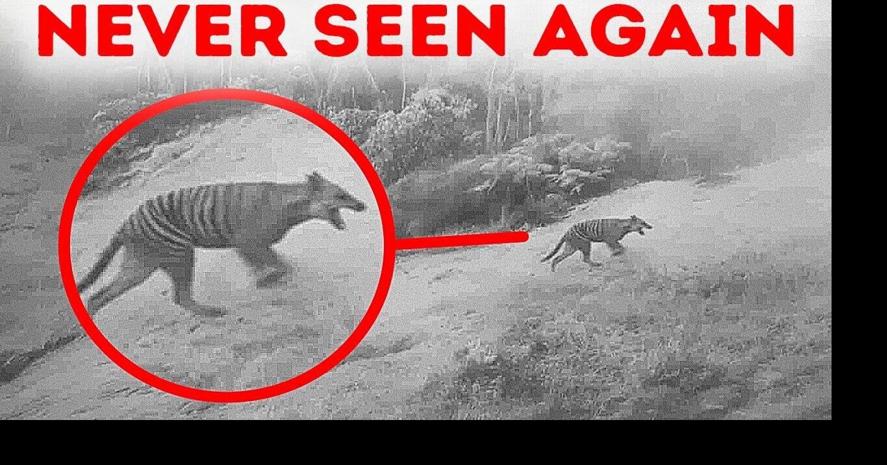 The Last Recorded Encounters with Extinct Species | Videos | fltimes.com
