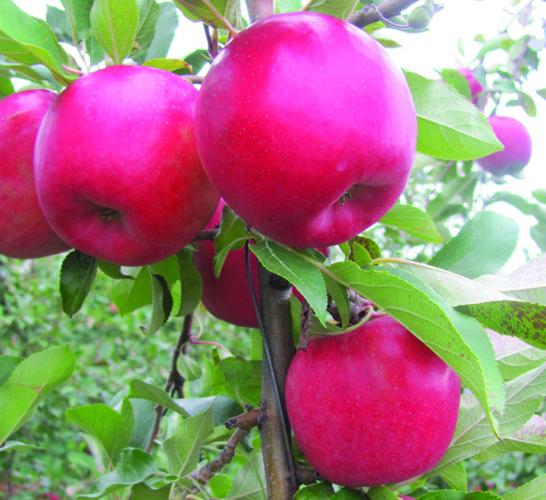 Meet Ruby Frost & Snap Dragon: Cornell unveils names for two new apple ...