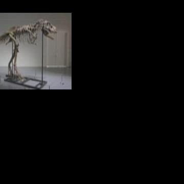 Skeleton of a T. rex cousin to be auctioned in NYC | | fltimes.com