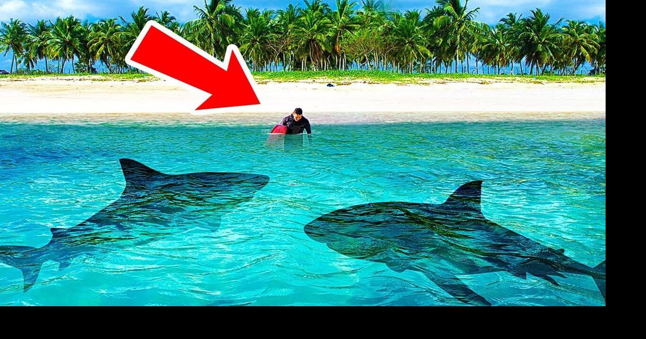 People Can't Stop Shark Attacks on This Island + Other Shark Facts ...