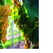 WHAT'S IN A NAME? Arandell and Aromella are the 55th and 56th cultivars ...