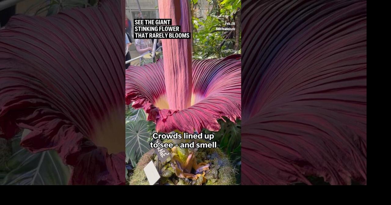 Visitors line up to see and smell a corpse flower’s stinking bloom in ...