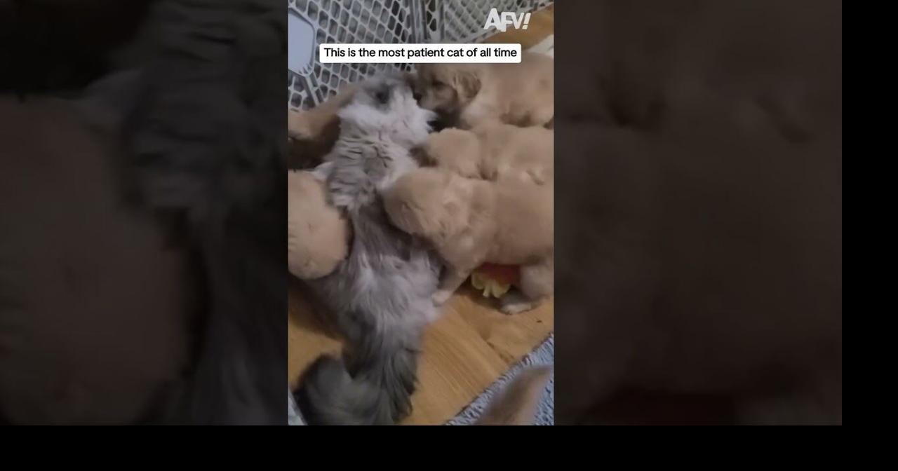 This is the most patient cat of all time | | fltimes.com