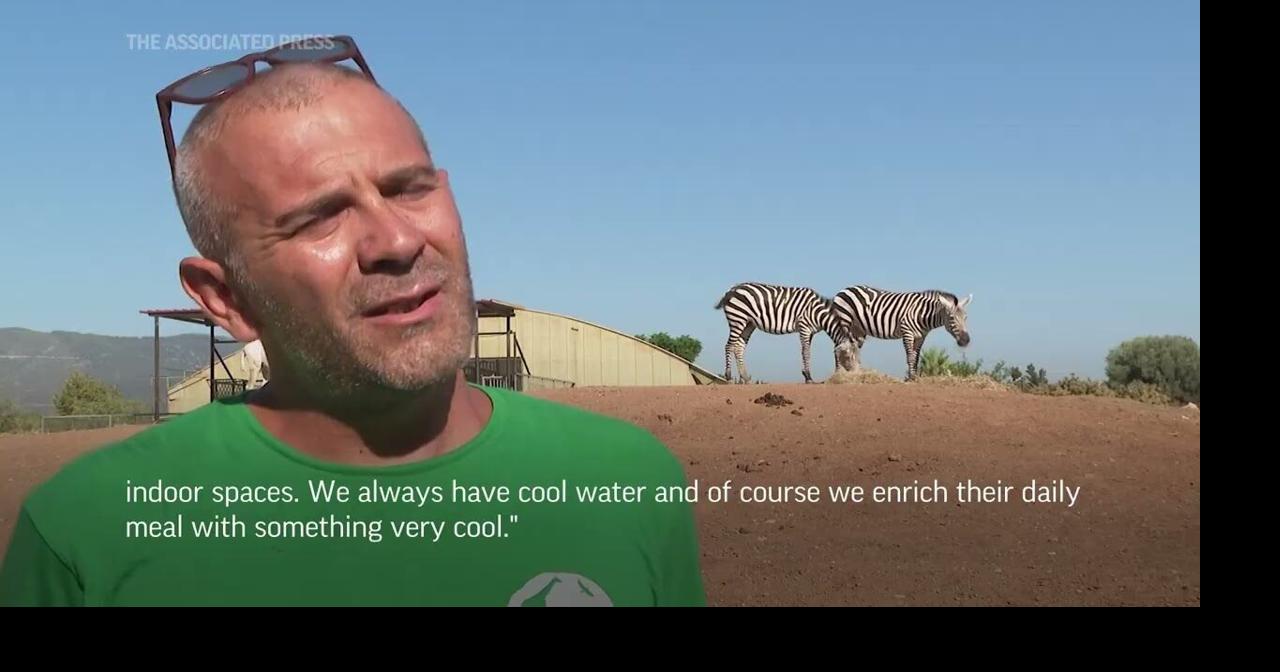 Greek zoo animals beat the heat with iced meals | | fltimes.com