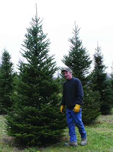 BUSINESS OF THE WEEK: Pinewood Road Christmas Tree Farm | News ...