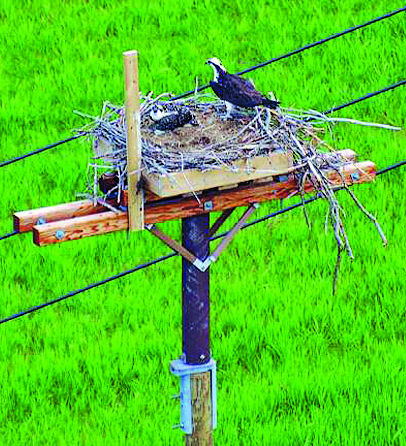 LABOR OF LOVE: Power crews install platforms for osprey nests ...