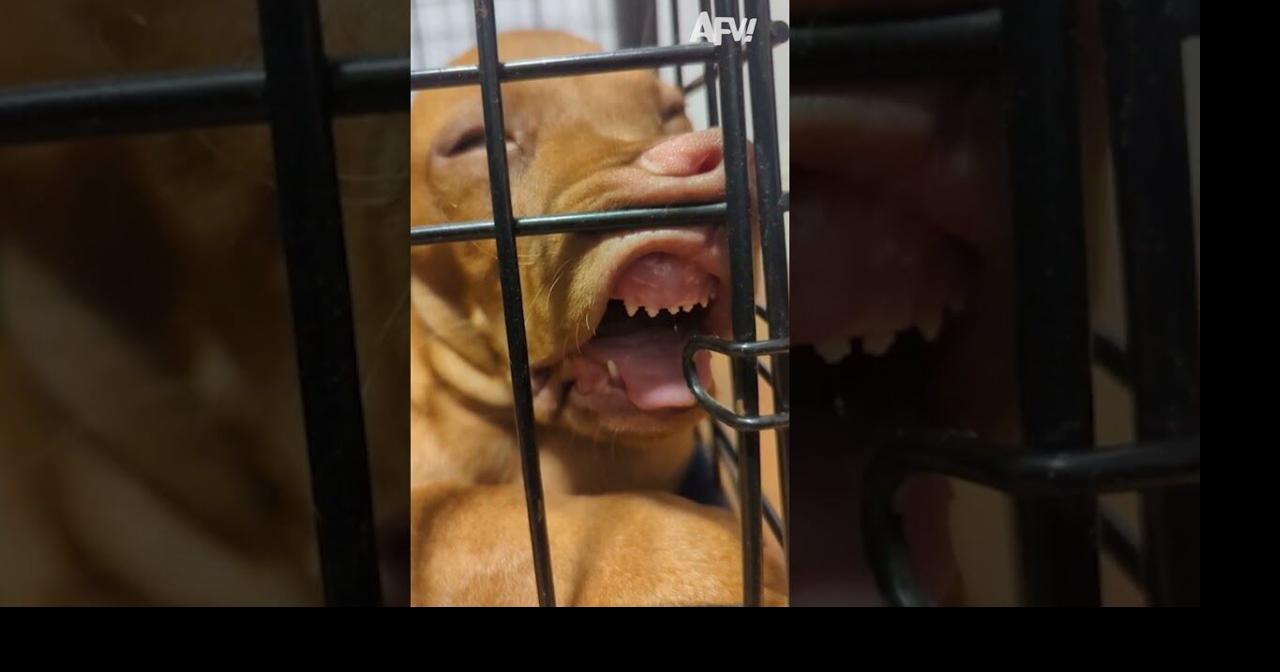 Ever been so tired that you'll sleep anywhere? 😂 #afv #dogs #funny # ...