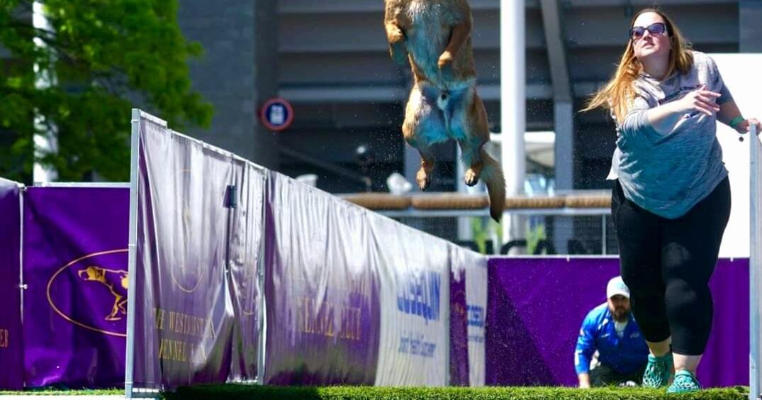 Hot dog! Waterloo canine nabs prize at Westminster dog show | News ...