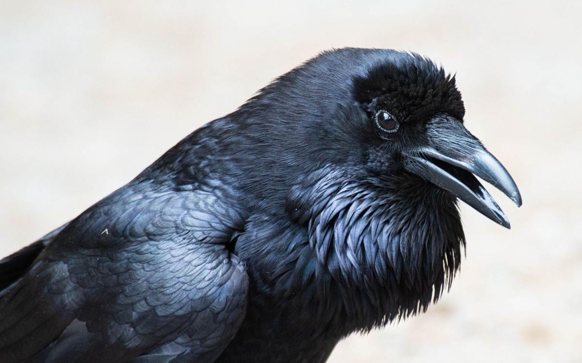 SPEAKING OF NATURE: Ravens rebound in the Finger Lakes | Lifestyle ...