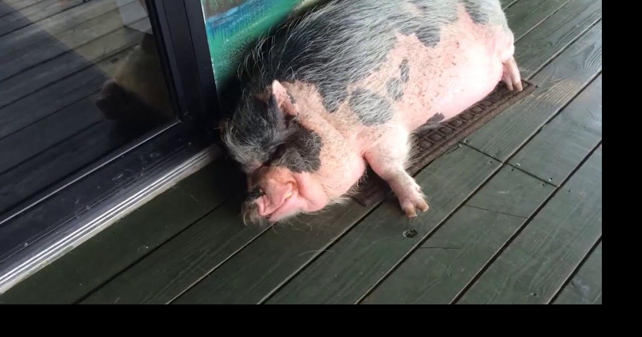 weirdest compilation