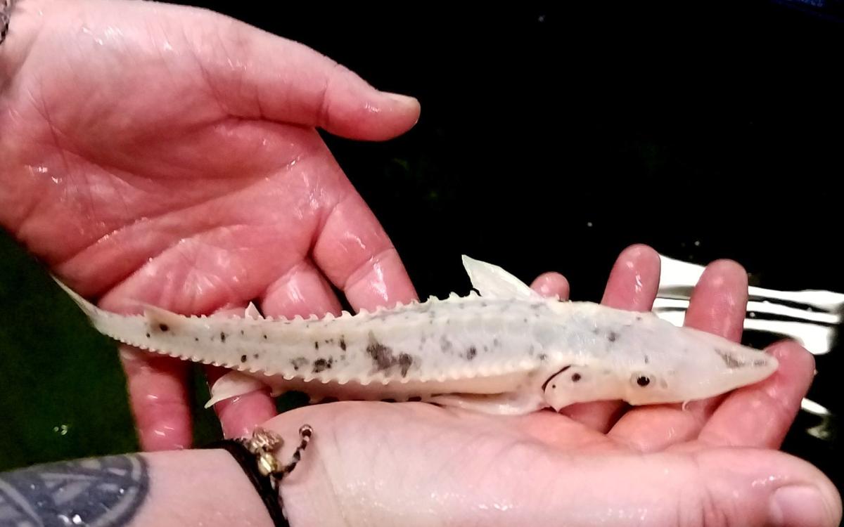 SPEAKING of NATURE: A day as a sturgeon surgeon | Lifestyle | fltimes.com