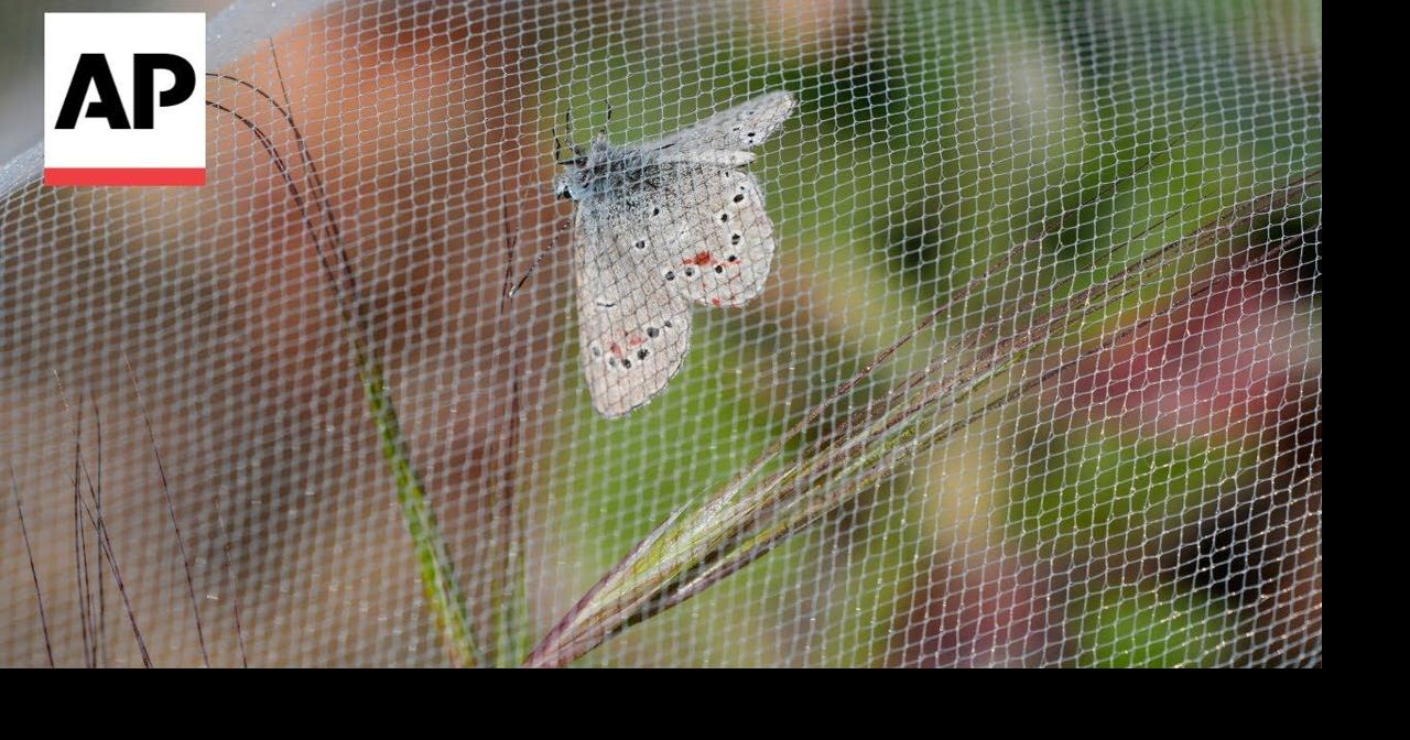 Newly released butterflies in San Francisco to revive extinct species ...