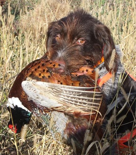 OUTDOORS: Outdoor writers win Excellent in Craft awards | Sports ...