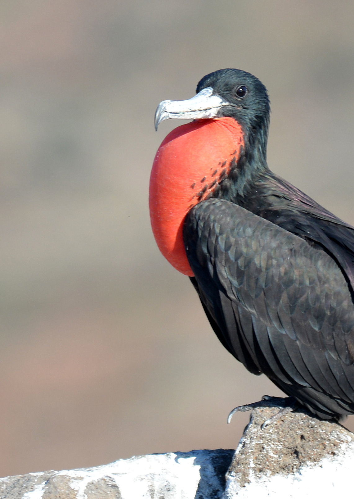 SPEAKING of NATURE: Magnificent frigate birds | Lifestyle | fltimes.com