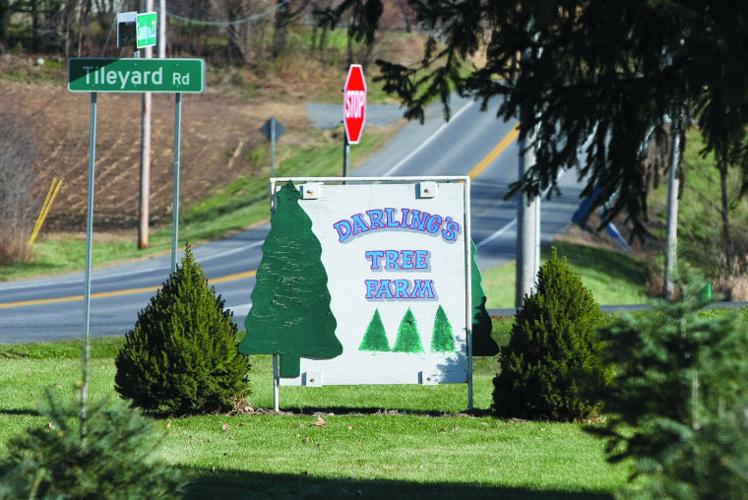 BUSINESS OF THE WEEK: Darling's Tree Farm | News | fltimes.com
