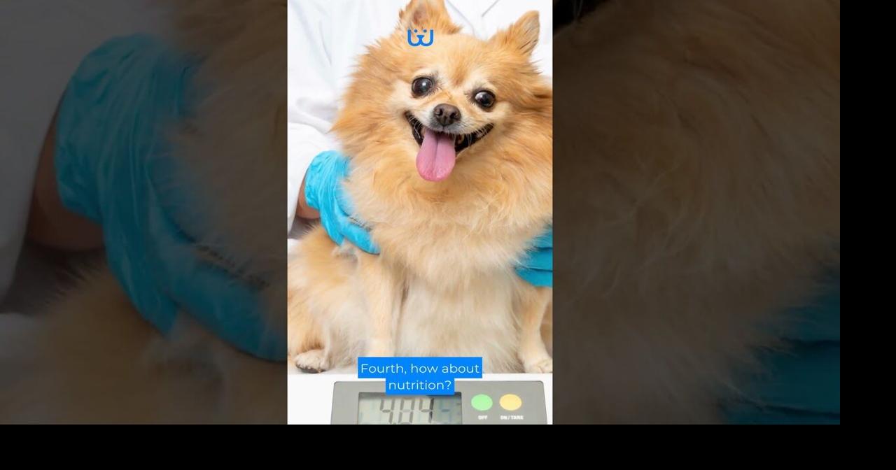 9 Essential Questions To Ask During Your First Vet Visit| Waggle #waggle #petparents #pets #rv ...