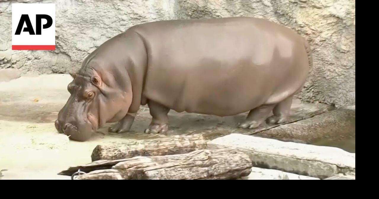 'Male' hippo at Japan zoo turns out to be female | | fltimes.com