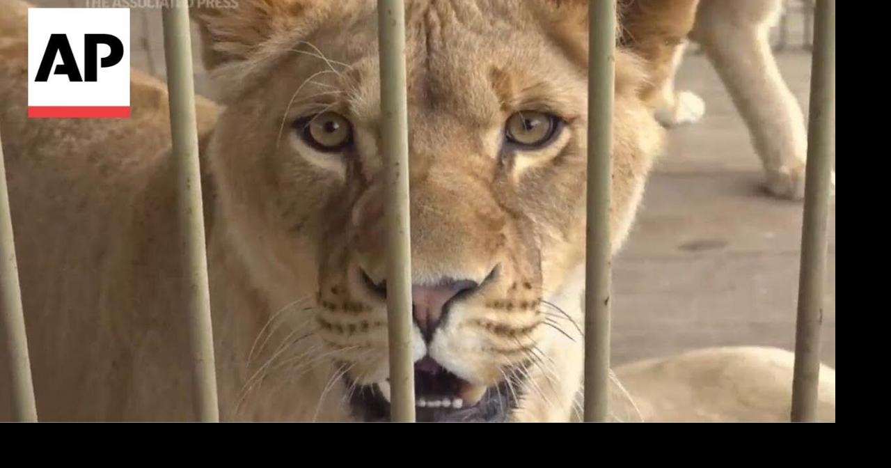 Lions stranded as private zoo and villages flood in Russia | | fltimes.com