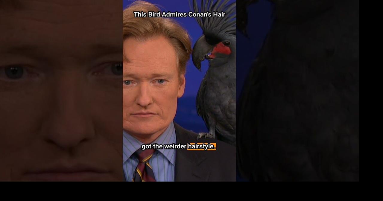 Exotic bird admires Conan's hair #podcast #conanobrien #conan #conaf ...