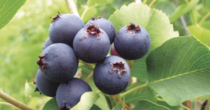 Juneberry Festival planned for Willard farm June 20 | News | fltimes.com