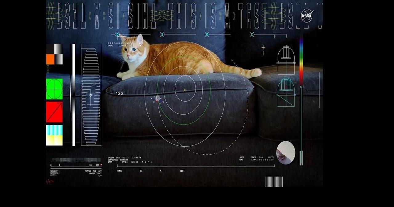 Taters the cat steals the show in first video sent by laser from deep ...