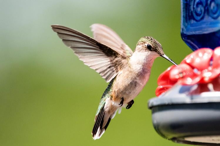are hummingbirds attracted to color