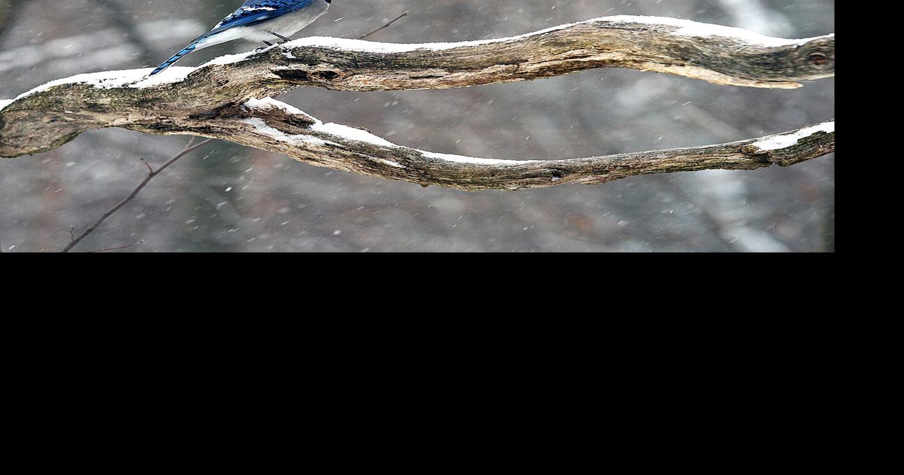 OUTDOORS: Christmas Bird Count, NY State Outdoorsmen Hall of Fame, and ...