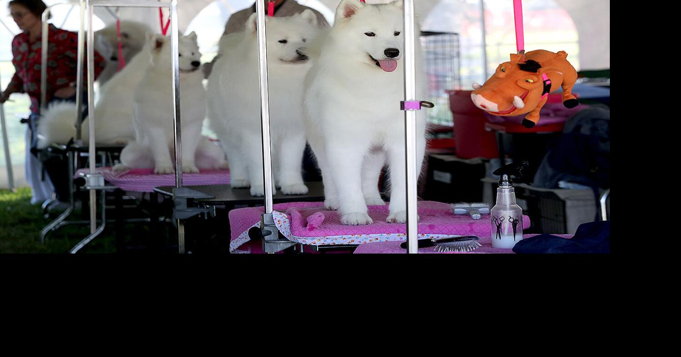 Wine Country Circuit Dog Show | Photos | fltimes.com