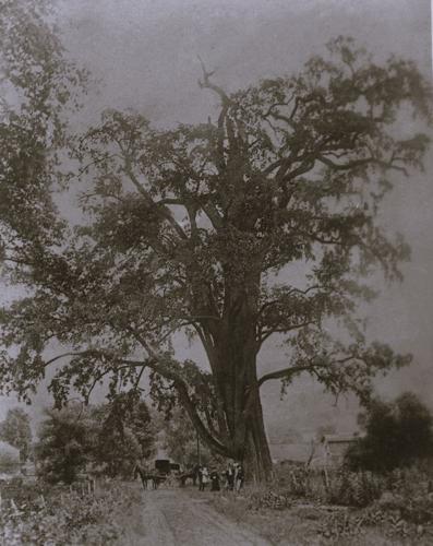LOOKING BACK: A giant in the valley ... the big elm of Italy ...