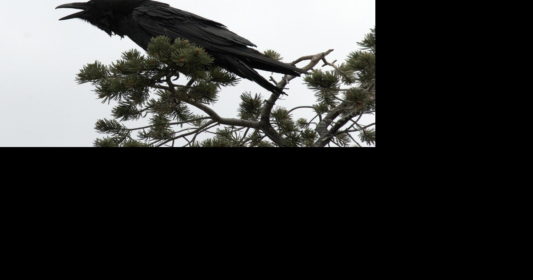 SPEAKING OF NATURE: Ravens rebound in the Finger Lakes | Lifestyle ...