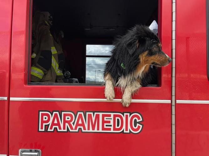 Firefighters rescue dog which had been swept away into a storm drain | Inland Empire News ...