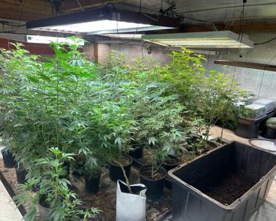 Several large-scale illegal marijuana grow operations are shut down ...