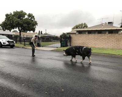Deputies use Doritos to bring a wandering pig back home safely | Inland ...