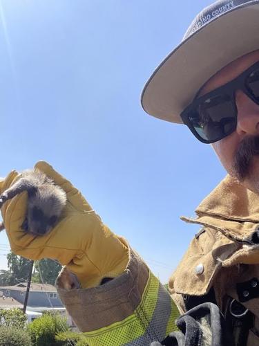 Firefighters rescue baby raccoons that were trapped in chimney; mother ...