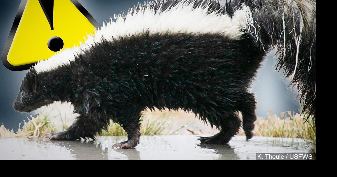 Rabid Skunk Prompts Safety Reminder | News | foresthillmessenger.com