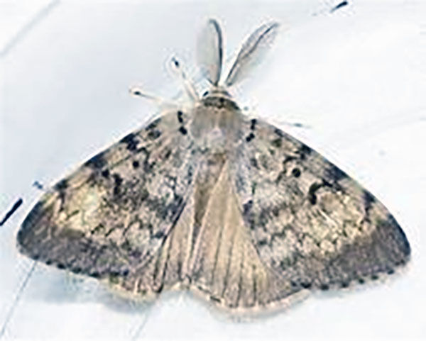 Invasive Gypsy Moth Found in Foresthill | News | foresthillmessenger.com