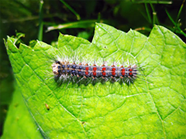 Invasive Gypsy Moth Found in Foresthill | News | foresthillmessenger.com