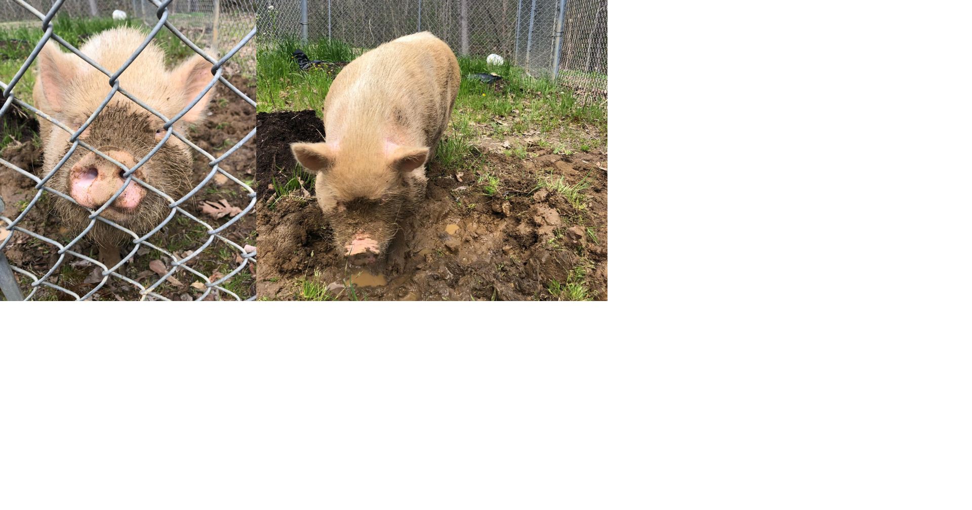 HOG WILD: Cops pick up pig wandering in Bartlett | News | fox13memphis.com