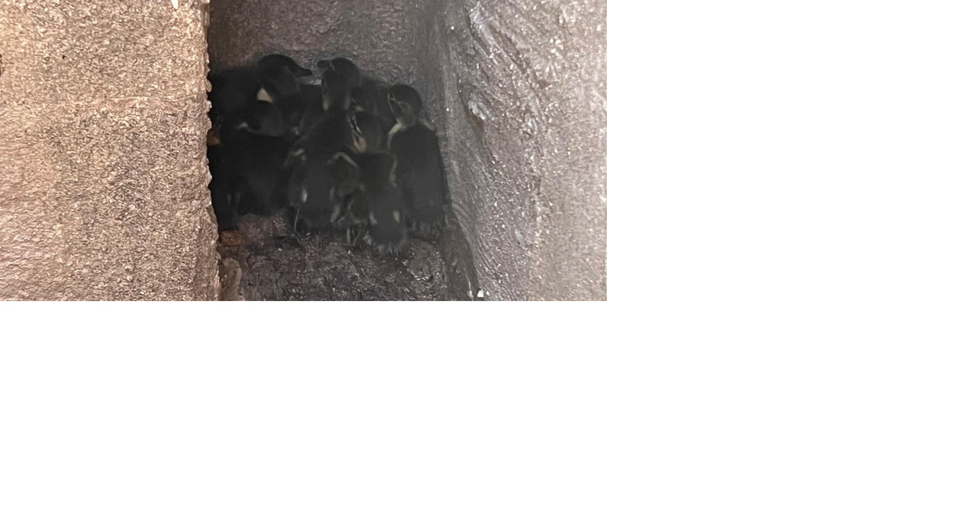 Mid-South firefighter saves dozen ducklings from storm drain | News ...