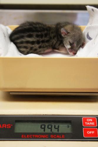 PHOTOS: Meet the baby African Spotted Genet born at the Memphis Zoo ...