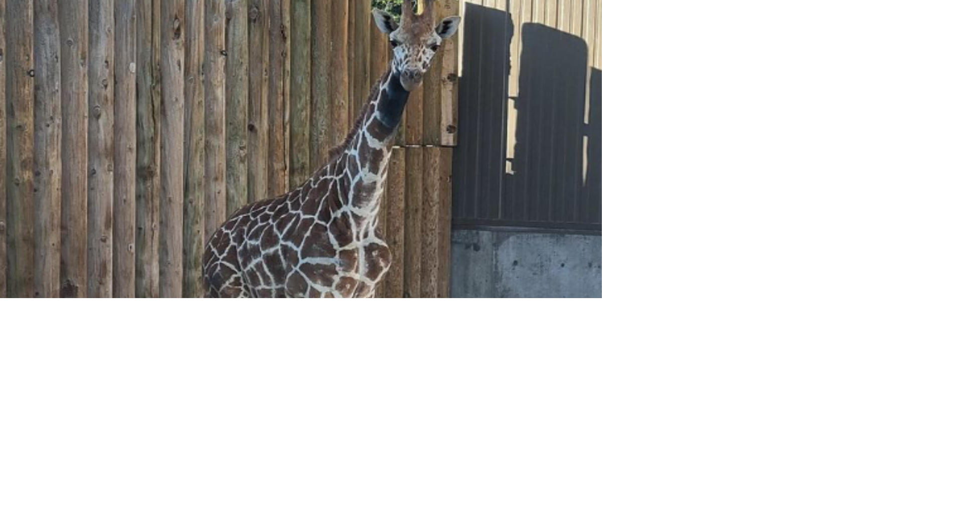 Ja Raffe, giraffe named after Grizzlies superstar Ja Morant, moving to ...