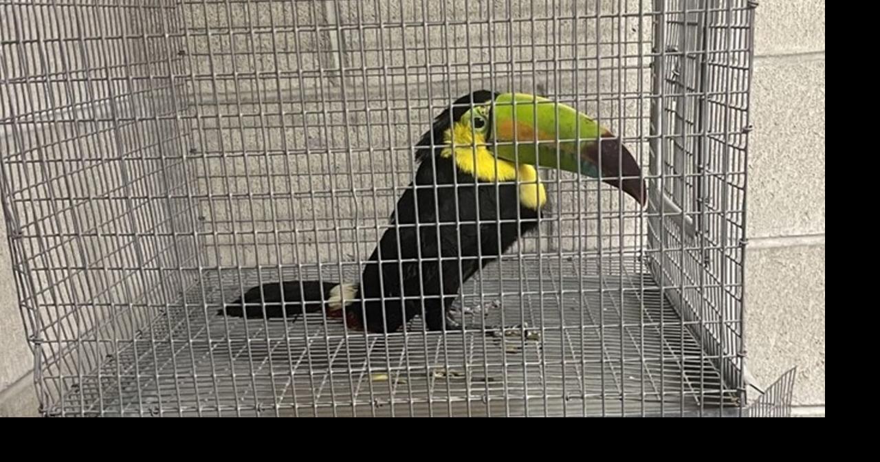 Live toucans seized by customs officers at border in San Diego ...